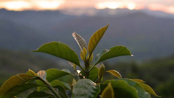 Hartree Partners, LP acquires ED&F Man Commodities / ED&F Man Commodities